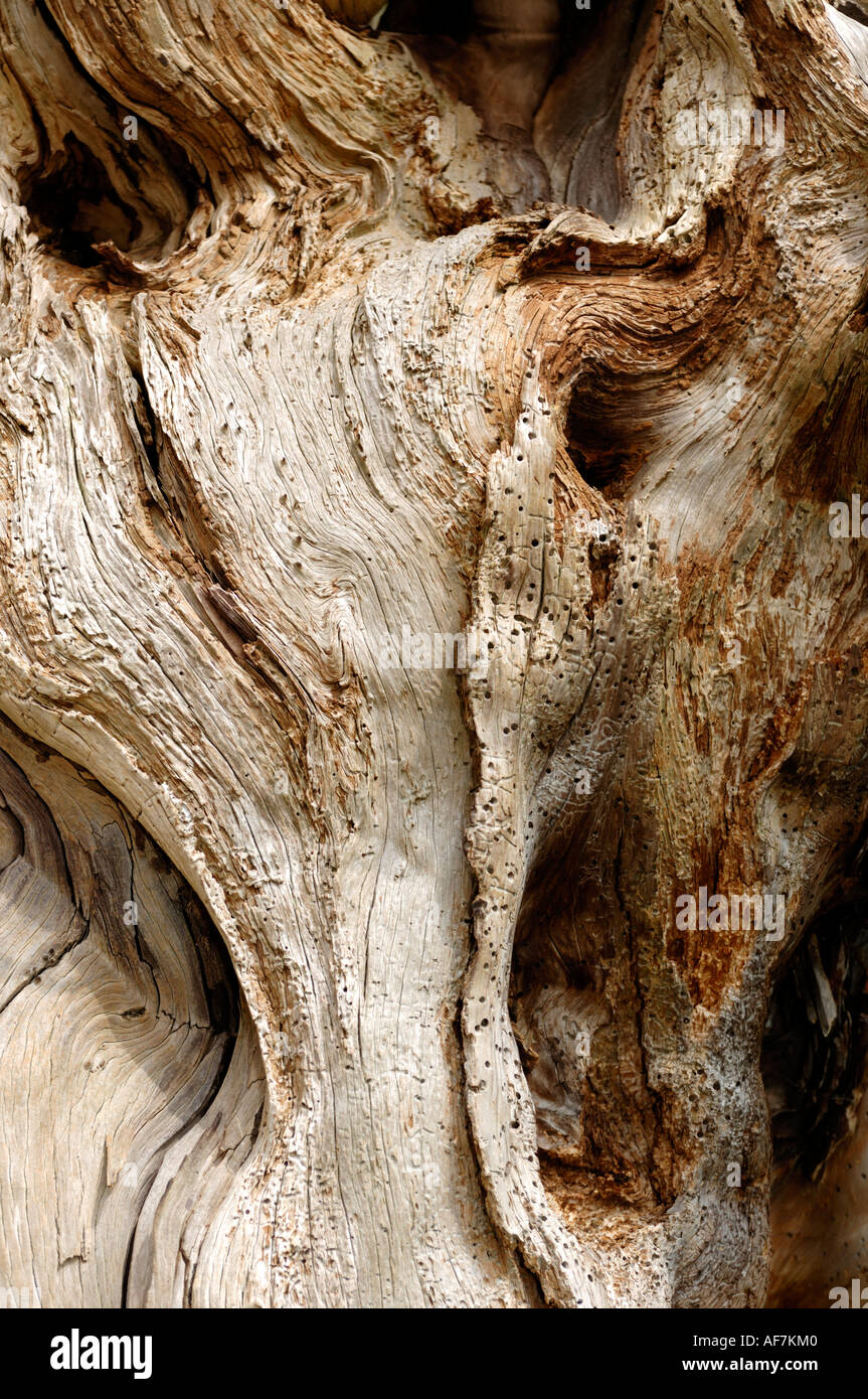 Rough Wood Knot High Resolution Stock Photography and Images - Alamy