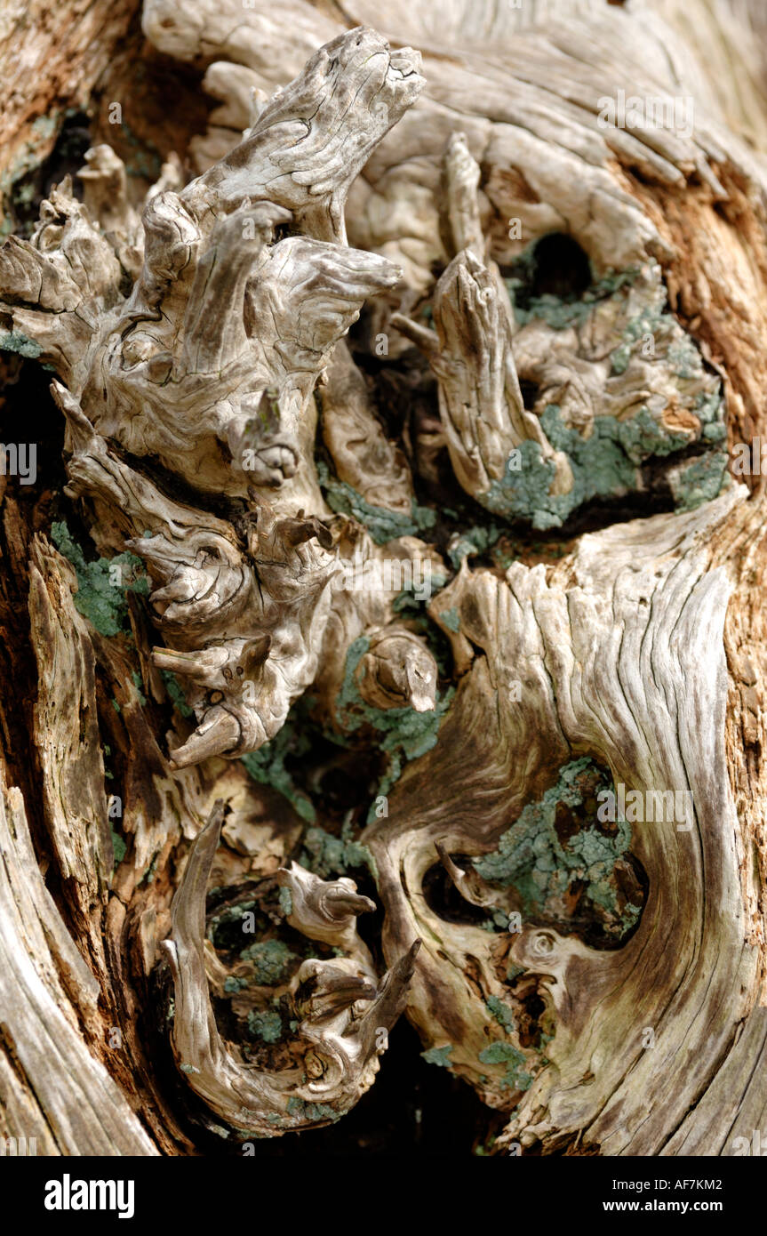 Rough Wood Knot High Resolution Stock Photography and Images - Alamy