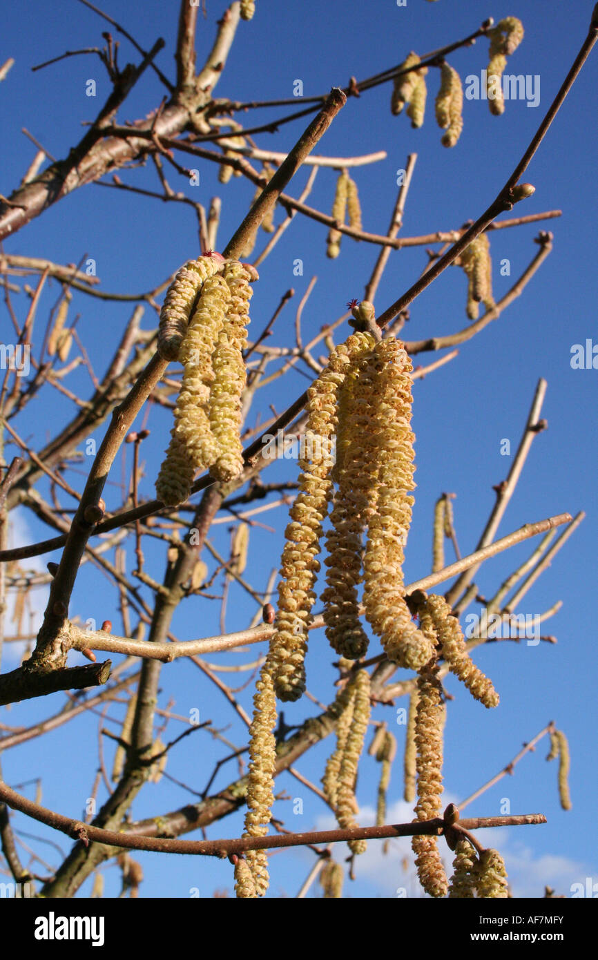 Hazel Tree (Corylus maxima) Kentish Cob Stock Photo - Alamy