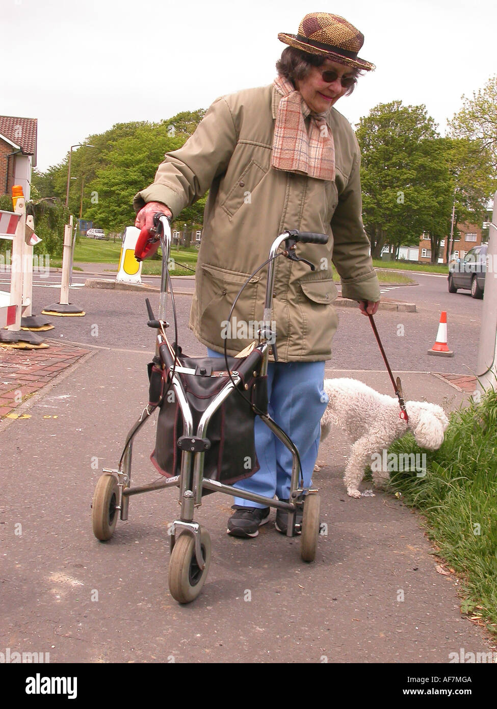 partially disabled elderly woman using wheeled frame with her poodle ...