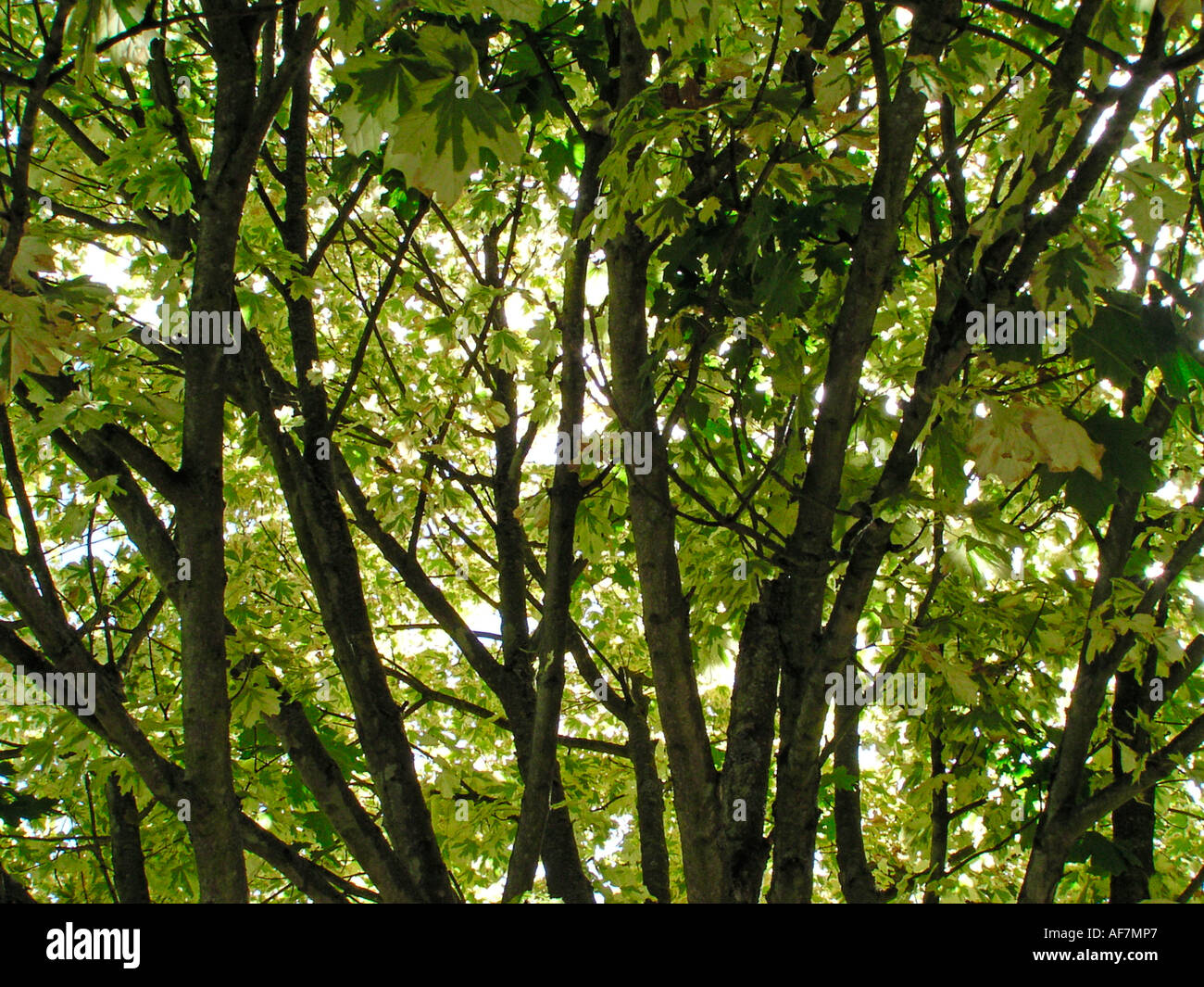 Woodlands with silver birch trees hi-res stock photography and images ...