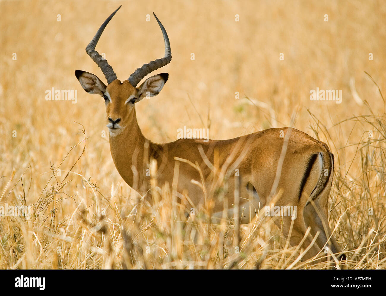 Impala side view face hi-res stock photography and images - Alamy