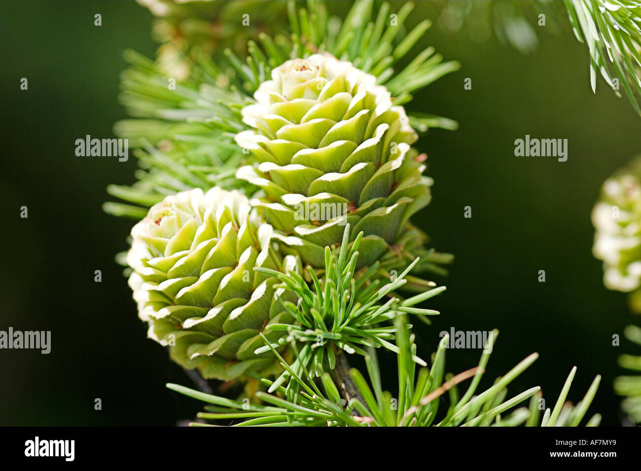Pair of lime green pine cones Stock Photo - Alamy