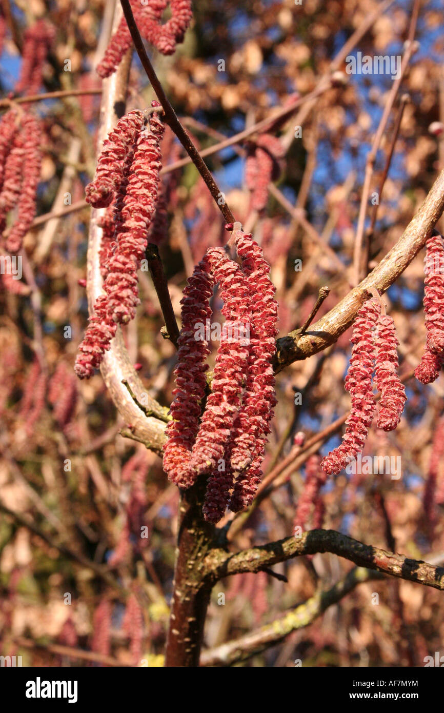 Hazel Tree (Corylus maxima) Red Filbert Stock Photo - Alamy