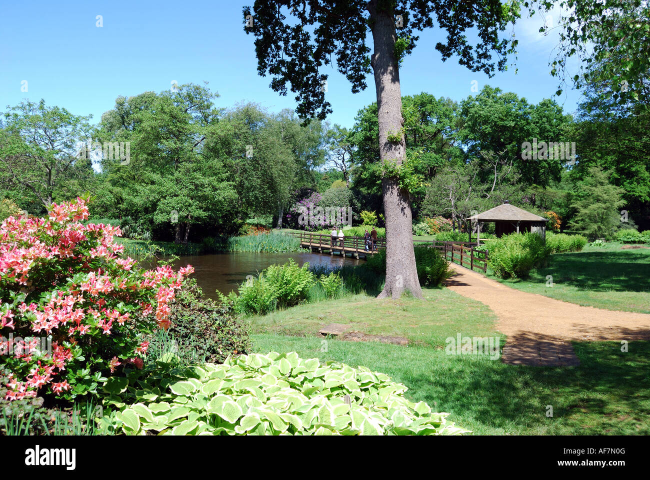 Savill Garden, Windsor Great Park, Englefield Green, Berkshire, England ...
