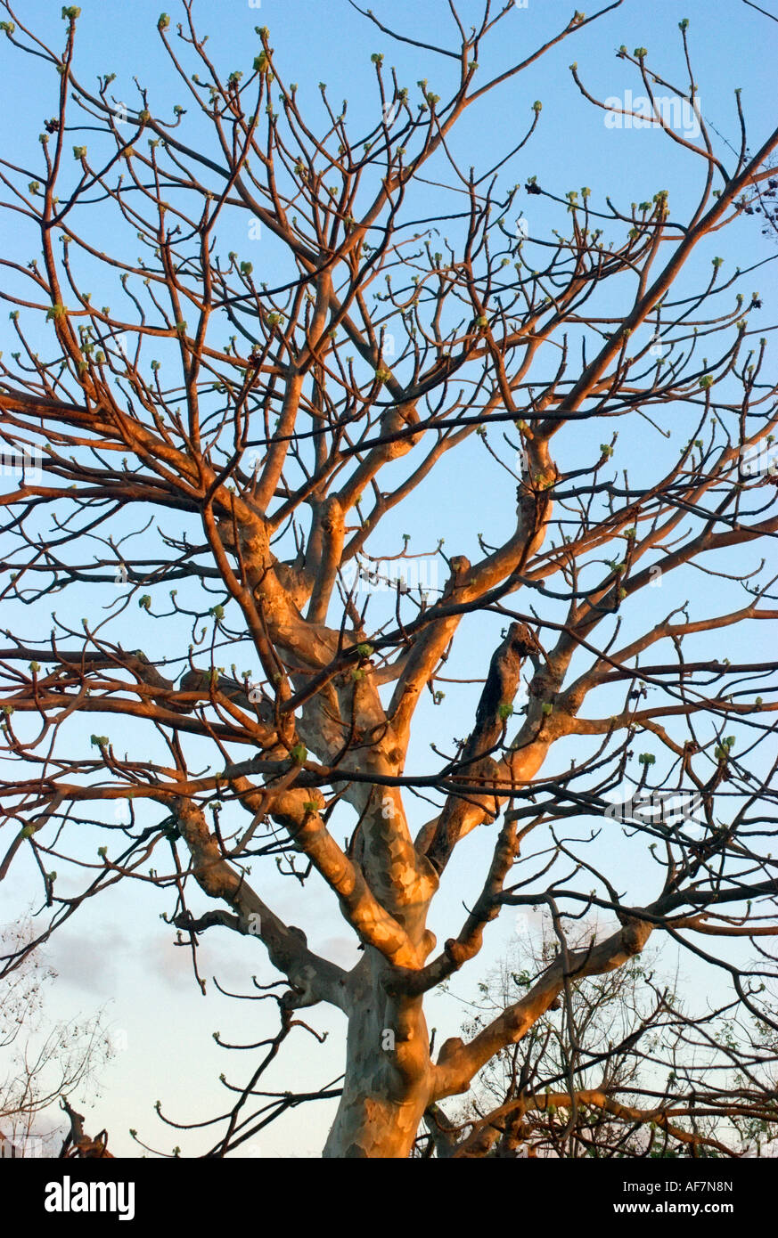 tree at gir national park Stock Photo - Alamy