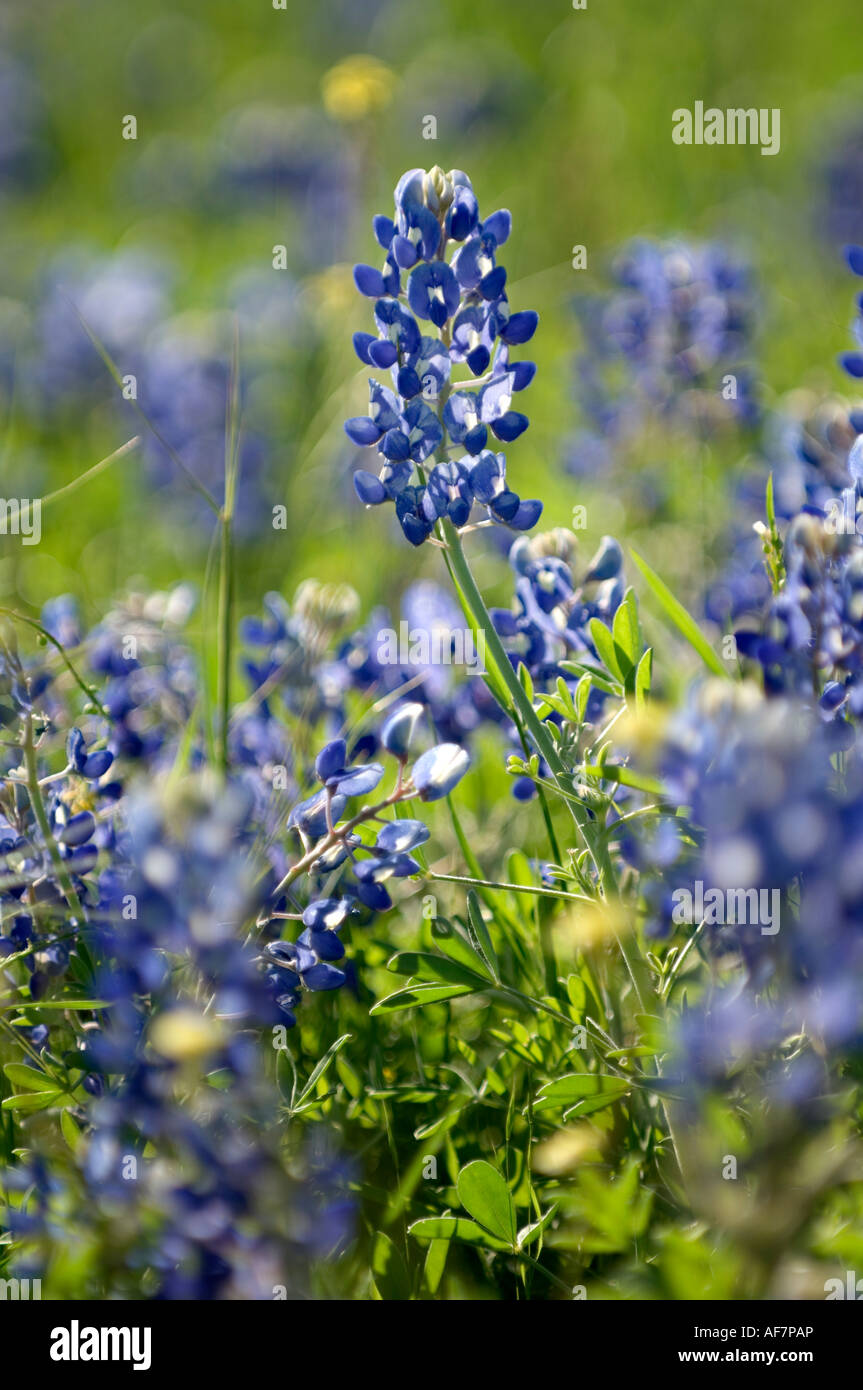 El conejo hi-res stock photography and images - Alamy