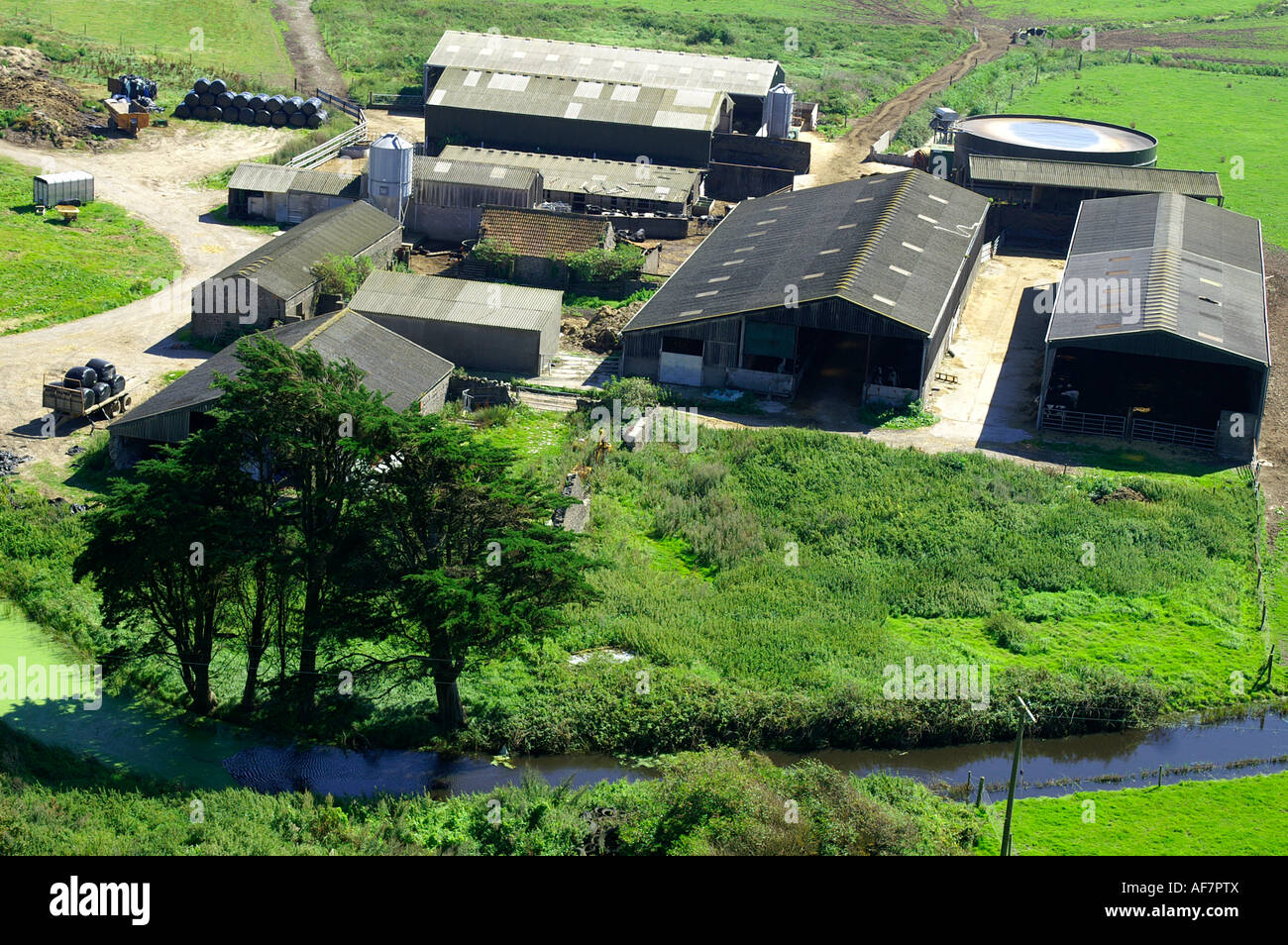 big English farm. livestock, production, animal, rural, farming Stock ...
