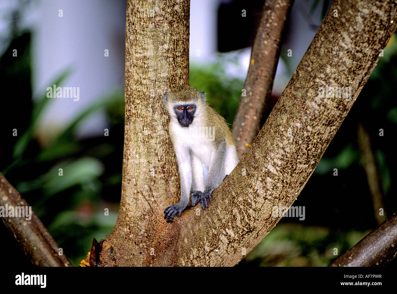 Vervet Monkey, Kenya, Africa Stock Photo - Alamy