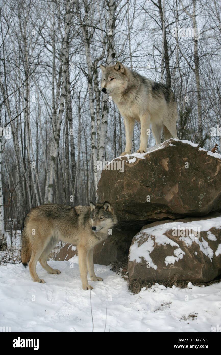 Grey wolf Canis lupus Stock Photo - Alamy
