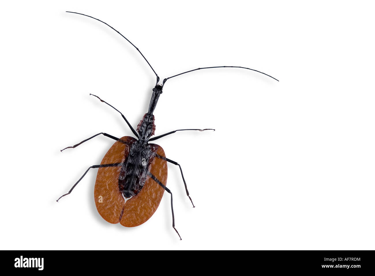 Mormolyce hi-res stock photography and images - Alamy