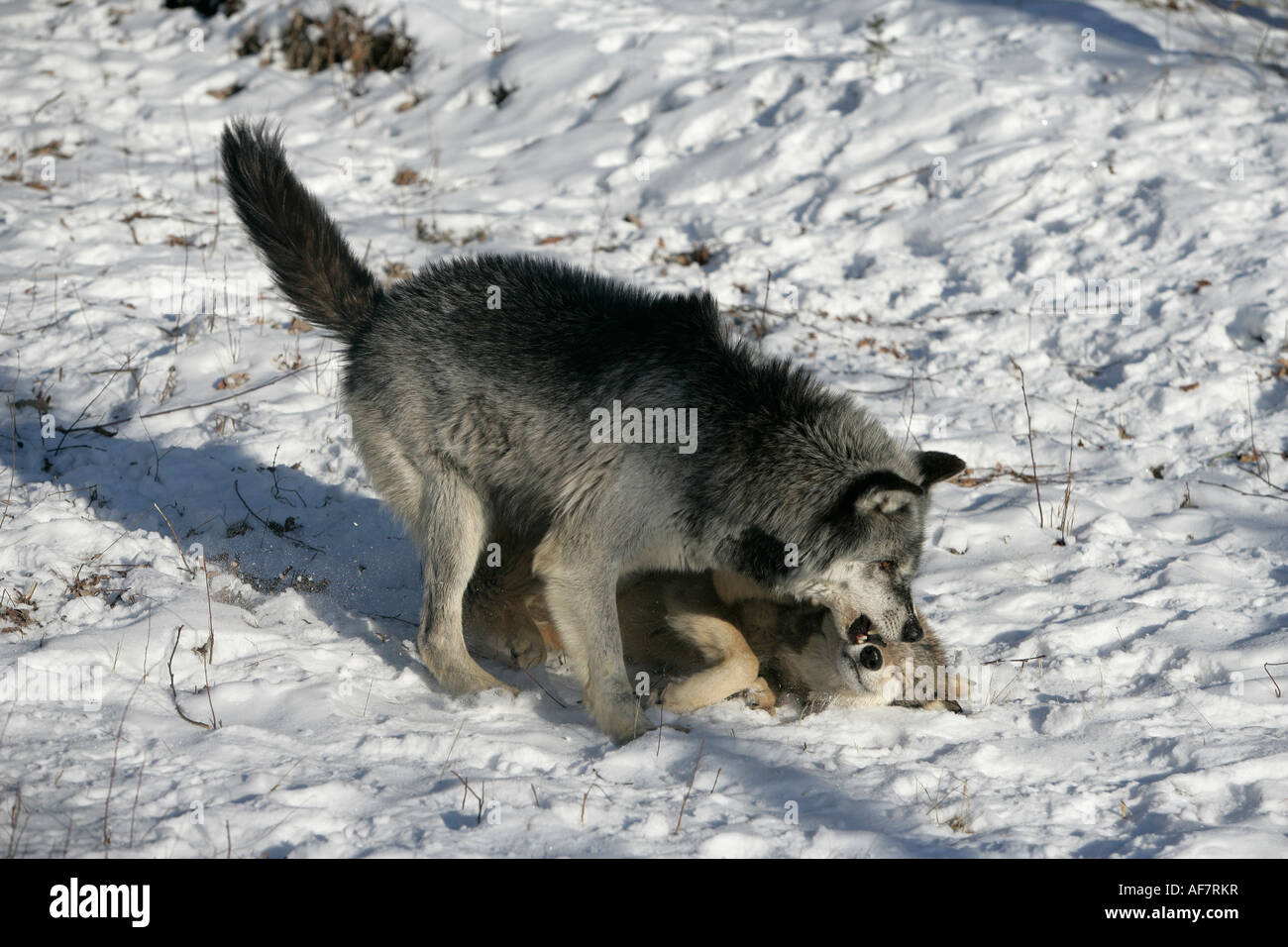 Grey wolf Canis lupus Stock Photo - Alamy