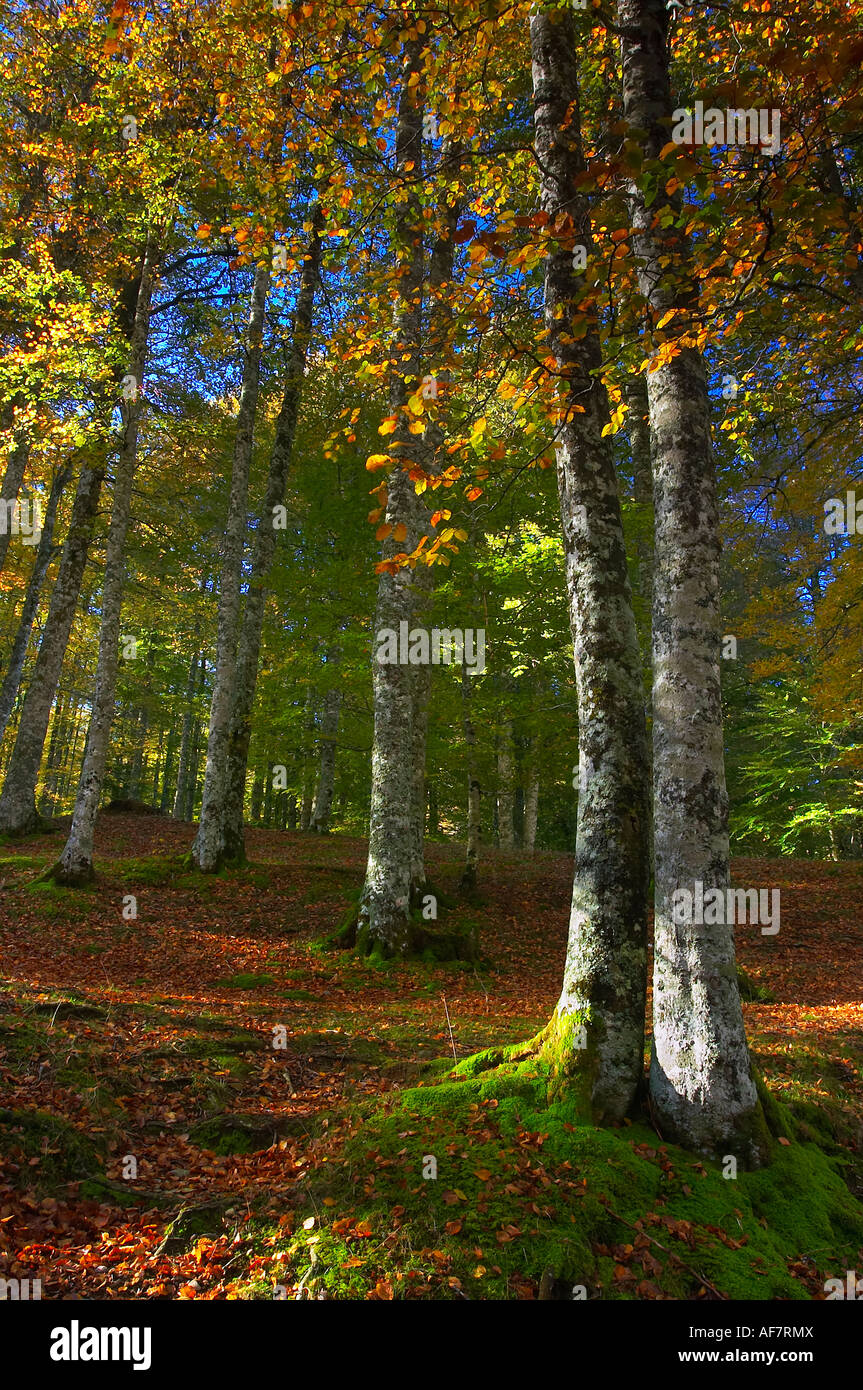 Hoja de agua hi-res stock photography and images - Alamy