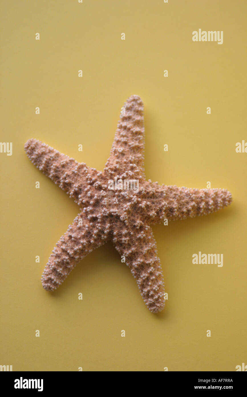 Five point star fish hi-res stock photography and images - Alamy
