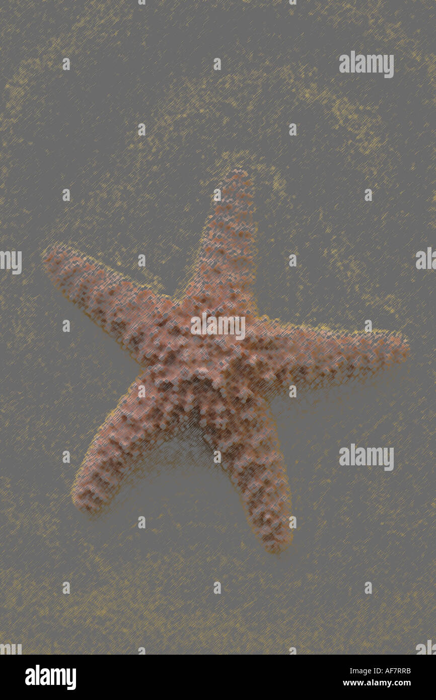 Five point star fish hi-res stock photography and images - Alamy