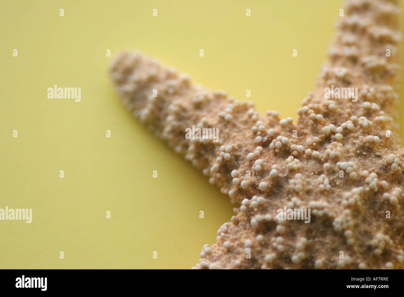 Five point star fish hi-res stock photography and images - Alamy