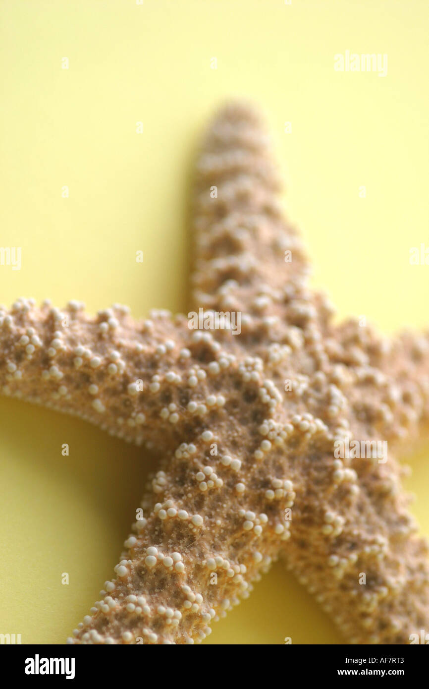 A Stock Photograph of a Starfish Shown in a Conceptual Still Life Way ...