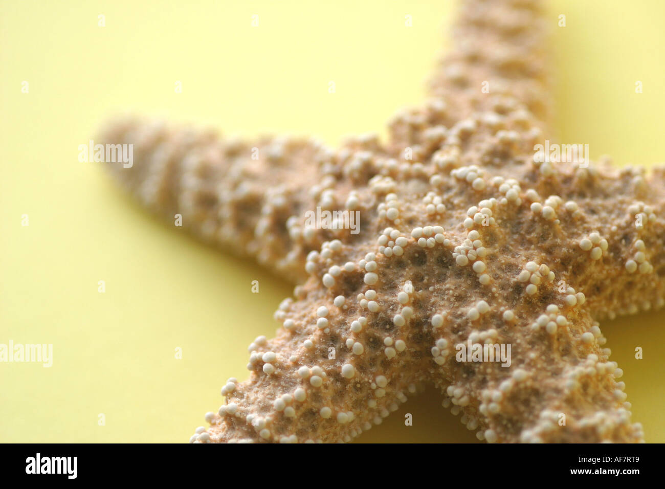 Five point star fish hi-res stock photography and images - Alamy