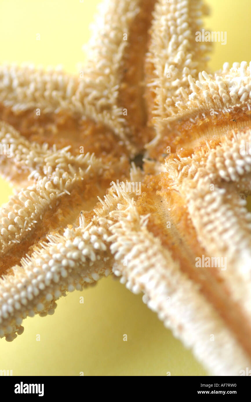 A Stock Photograph of a Starfish Shown in a Conceptual Still Life Way ...