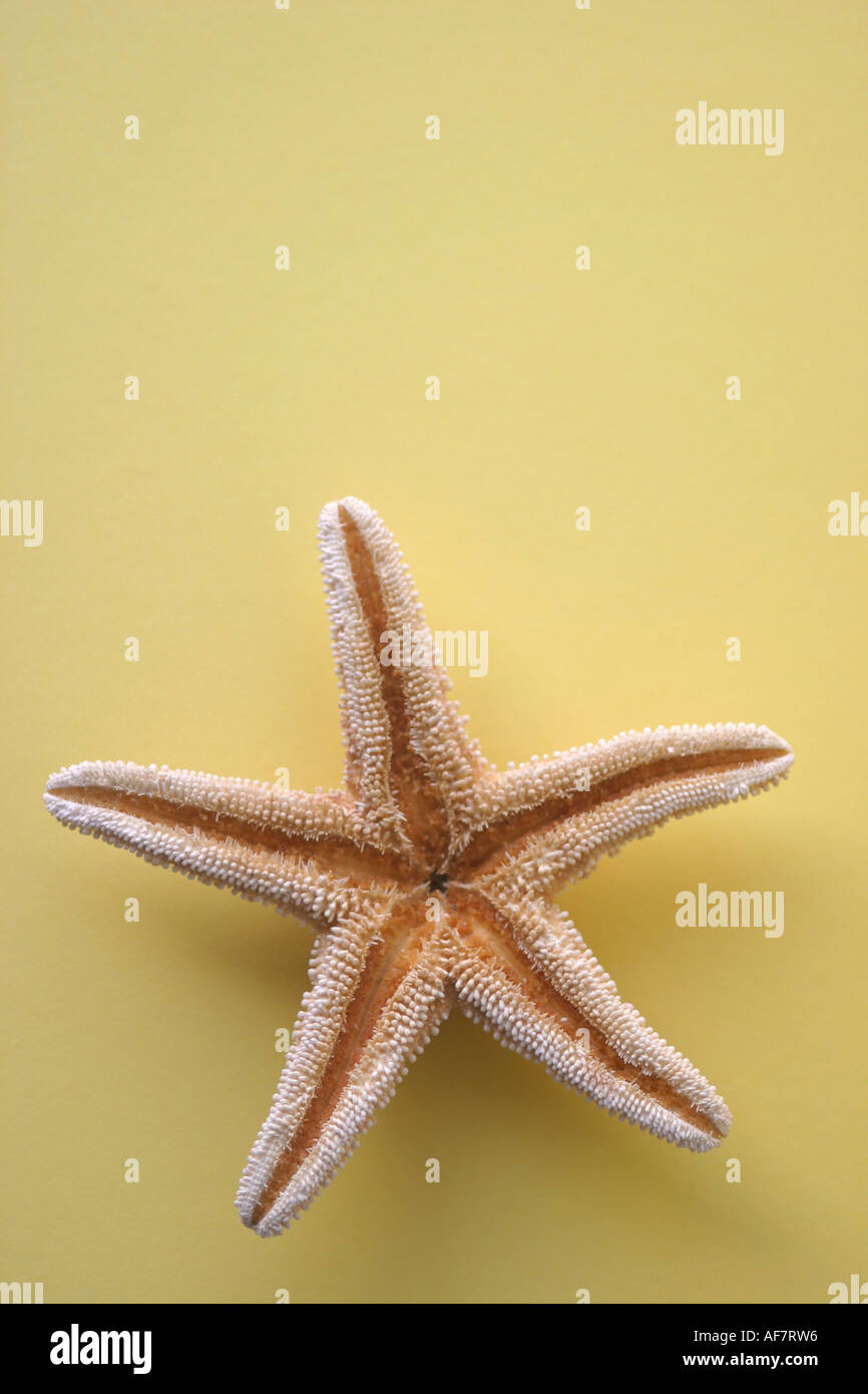 Five point star fish hi-res stock photography and images - Alamy
