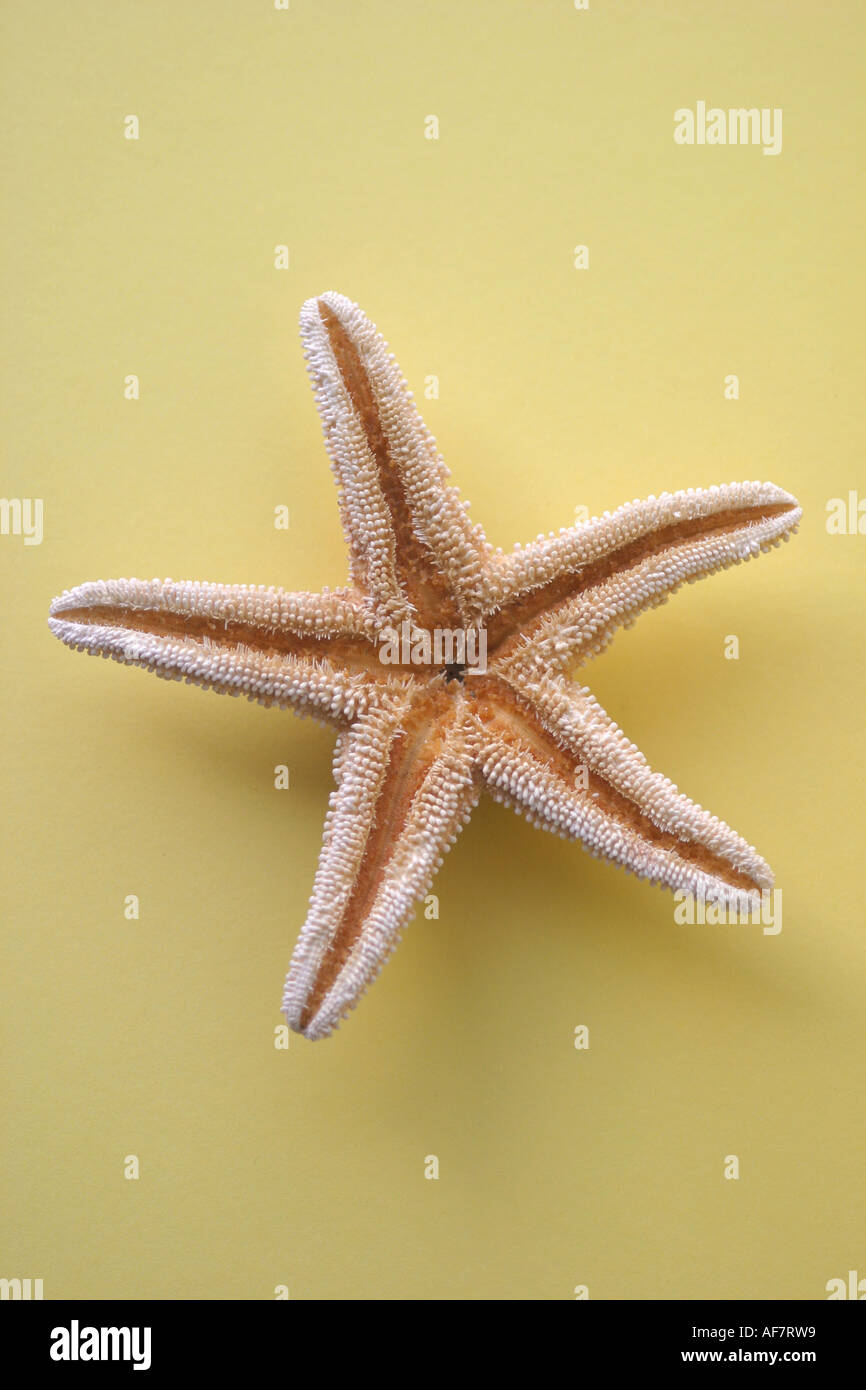 Five point star fish hi-res stock photography and images - Alamy