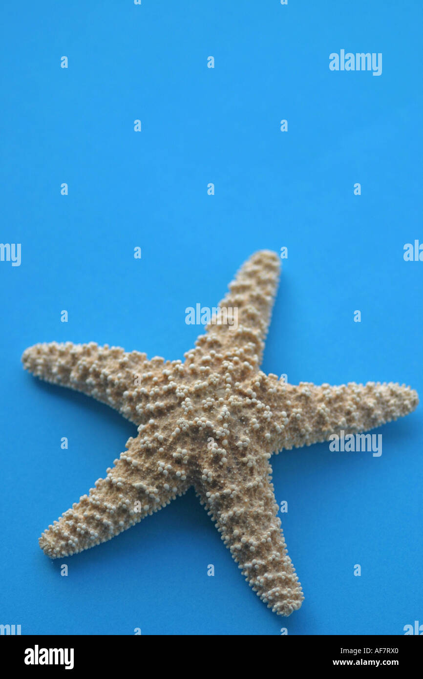 A Stock Photograph of a Starfish Shown in a Conceptual Still Life Way ...