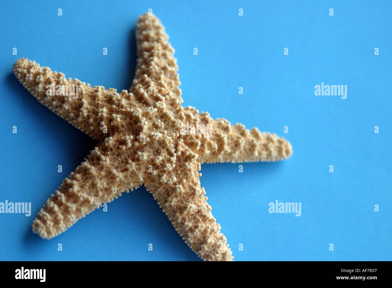 Five point star fish hi-res stock photography and images - Alamy
