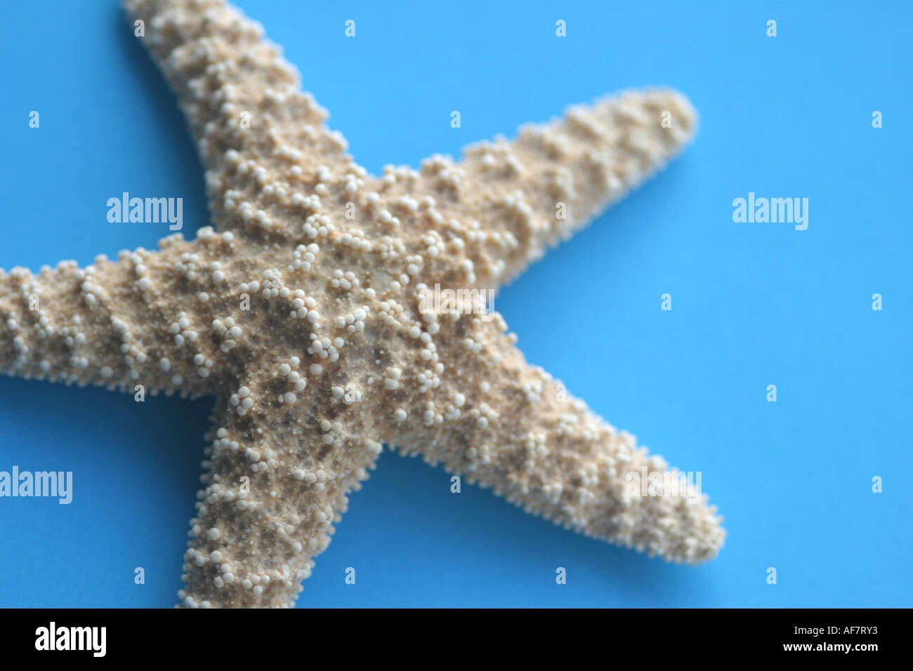 Five point star fish hi-res stock photography and images - Alamy