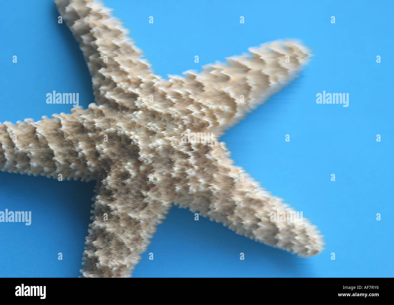 Five point star fish hi-res stock photography and images - Alamy