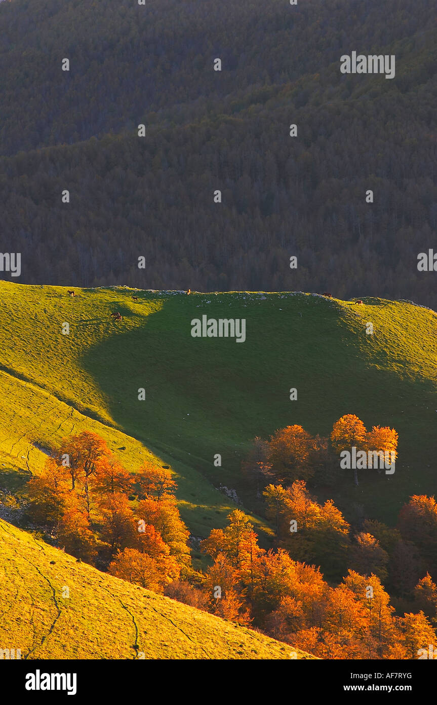 Hoja de francia hi-res stock photography and images - Alamy