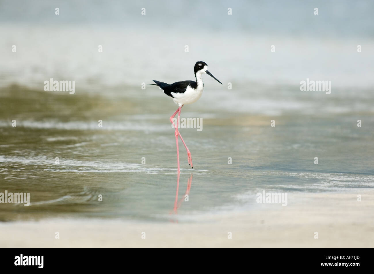 Hawaiian stilt hi-res stock photography and images - Alamy