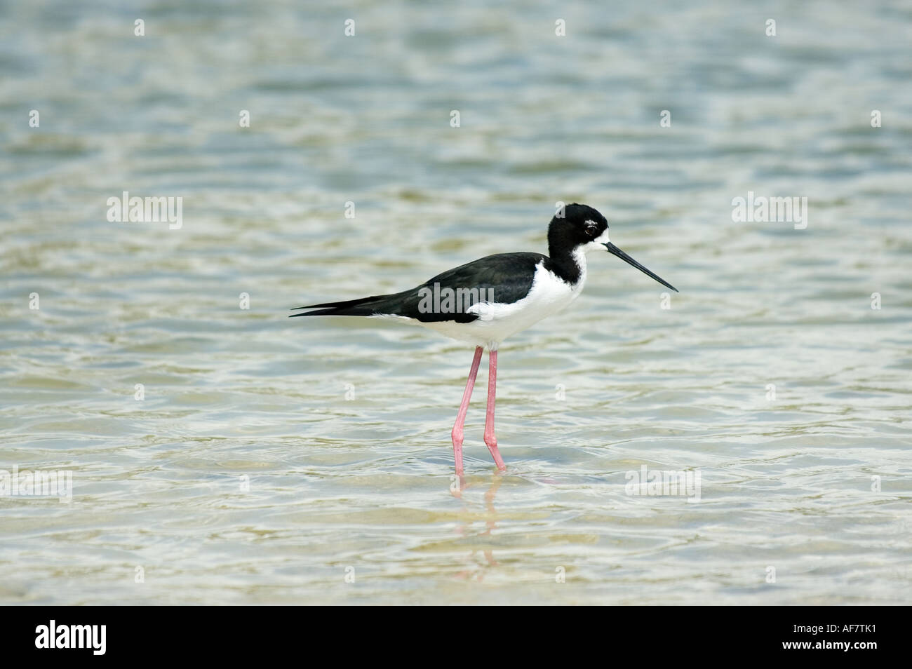 Hawaiian stilt hi-res stock photography and images - Alamy