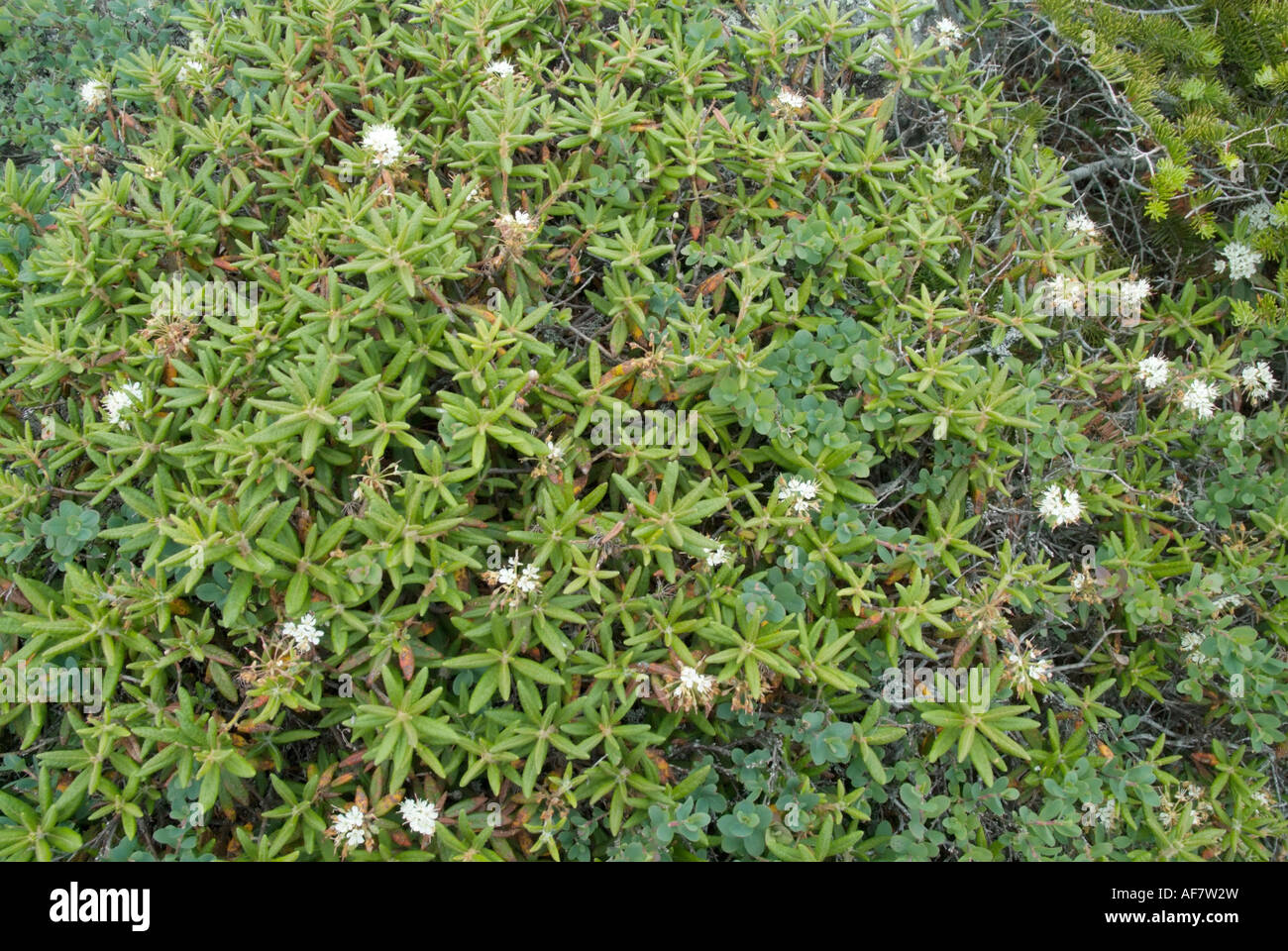 Ledum groenlandicum hi-res stock photography and images - Alamy