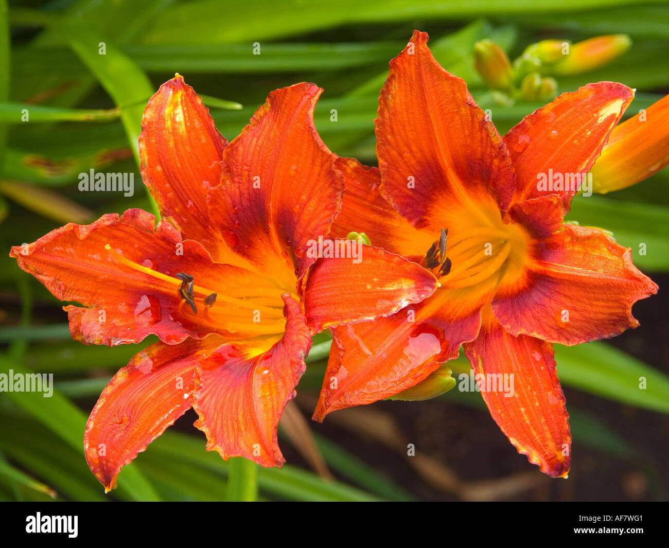 Two red lilies hi-res stock photography and images - Alamy
