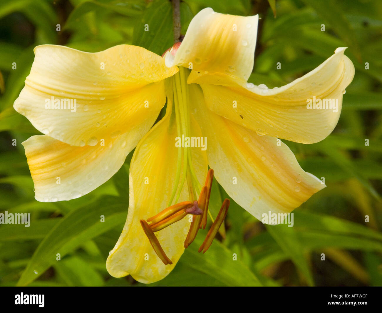 Liliumsummer hi-res stock photography and images - Alamy