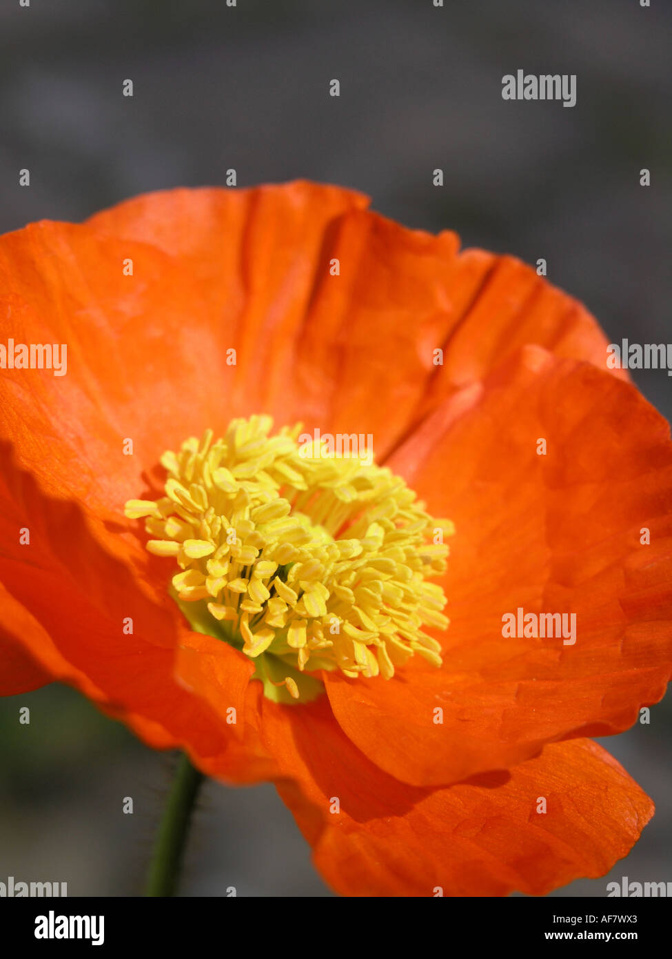 Delicate orange shapes hi-res stock photography and images - Alamy