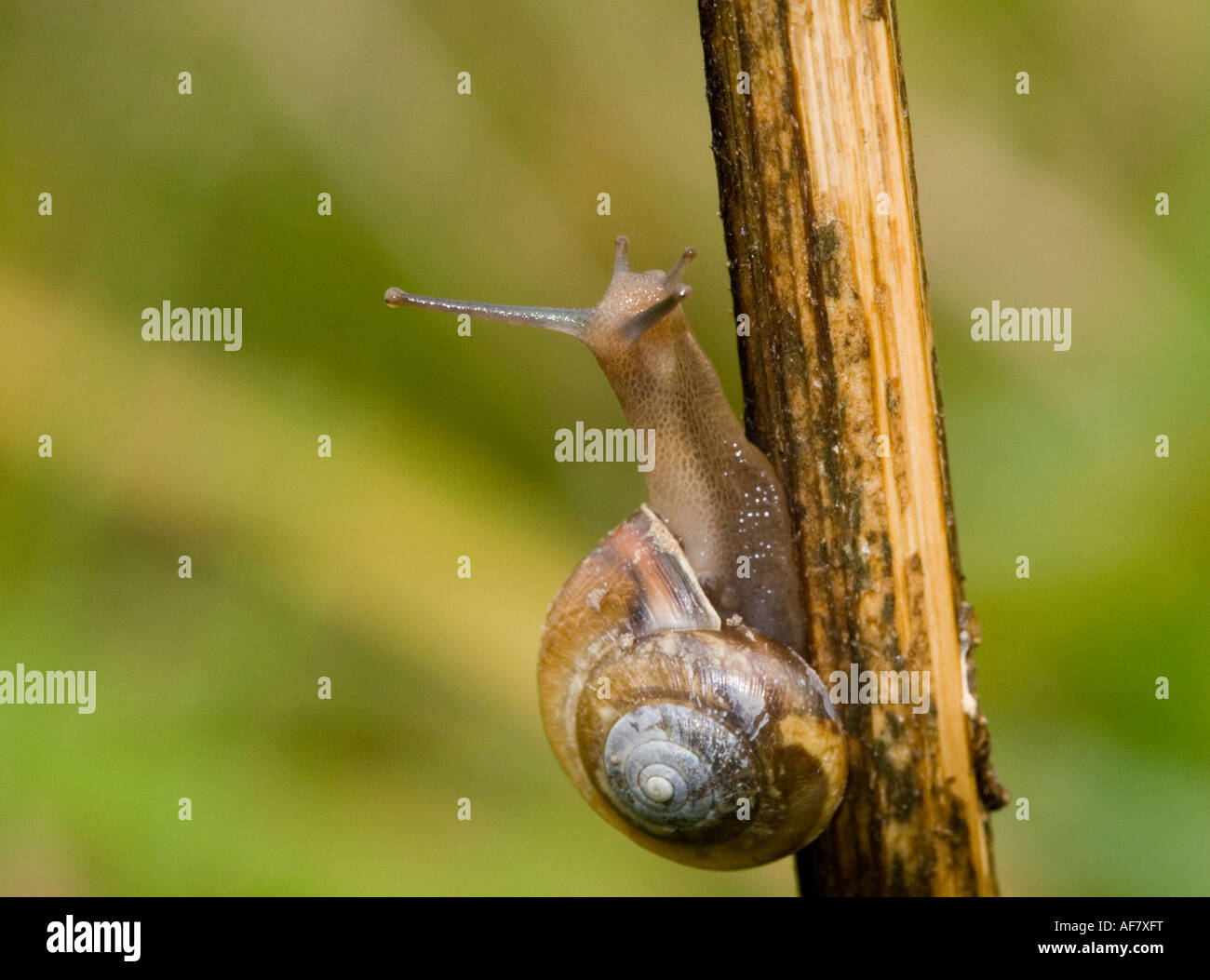 Snail climbing a branch Stock Photo - Alamy