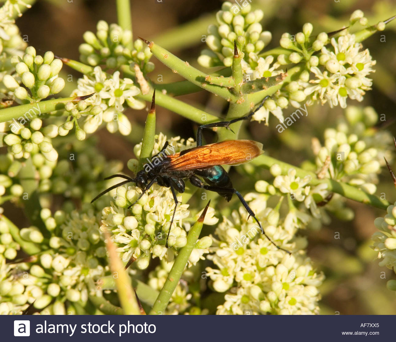 Tarantula Hawk Wasp High Resolution Stock Photography and Images - Alamy