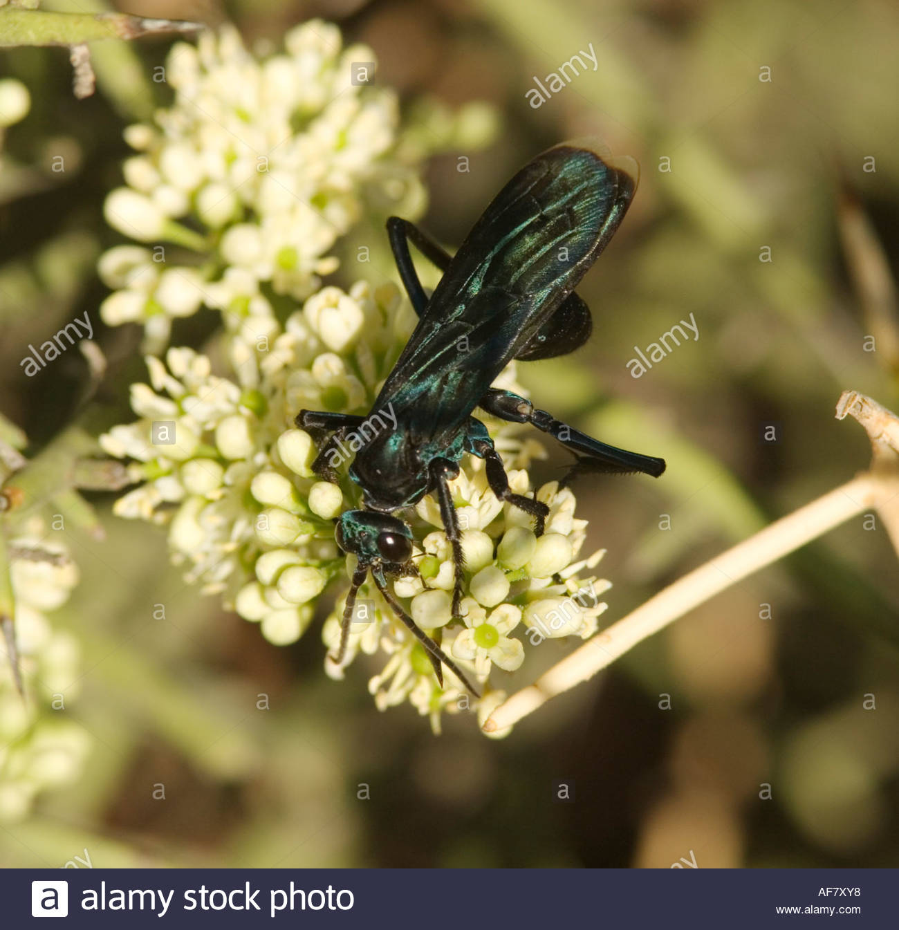 Tarantula Hawk Wasp High Resolution Stock Photography and Images - Alamy