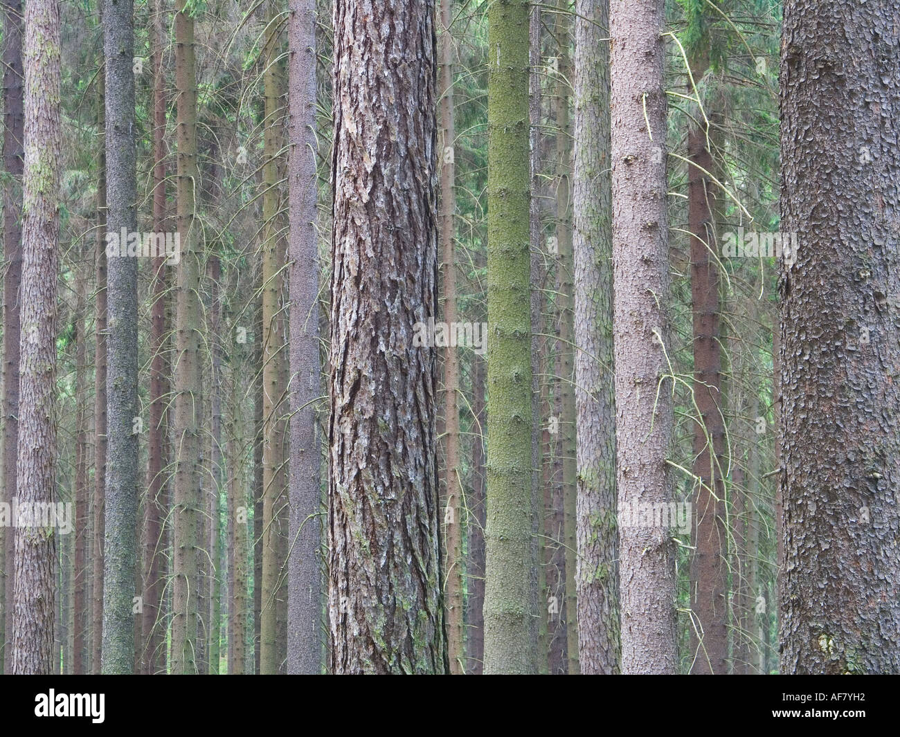Spruce trees trunks Picea abies Stock Photo - Alamy