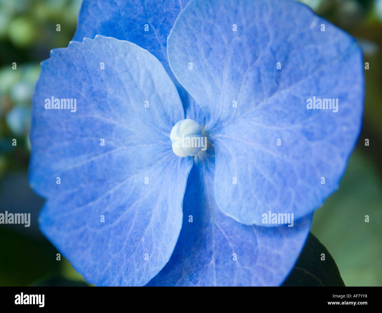 Blue Hydrangea macrophylla flower close up Stock Photo - Alamy