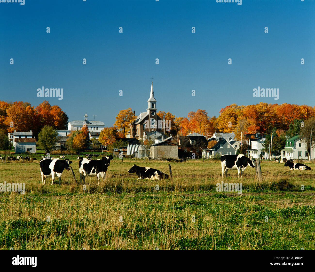 Dairy cows in field town in background Stock Photo - Alamy