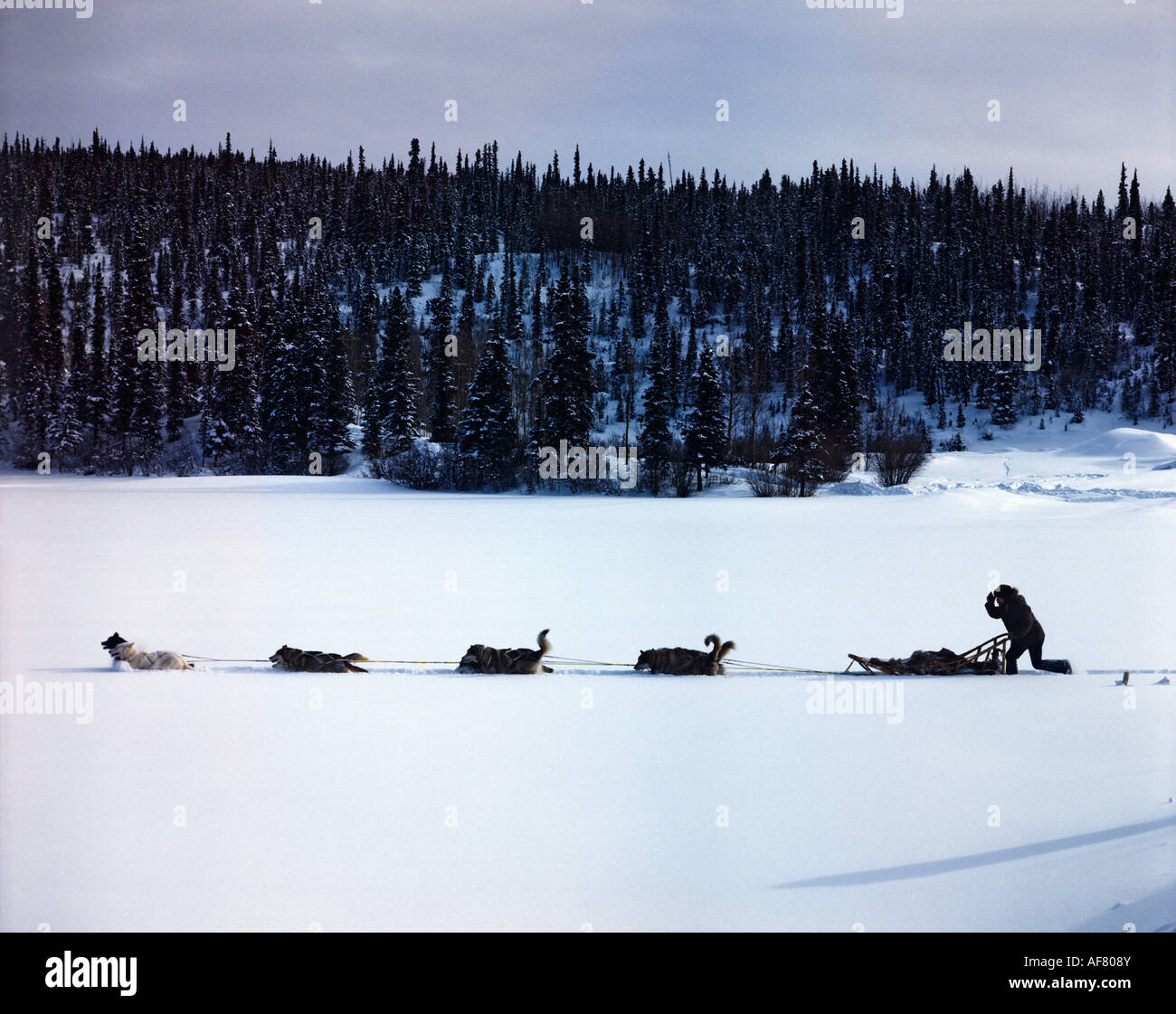 Dog slead very deep snow Stock Photo - Alamy