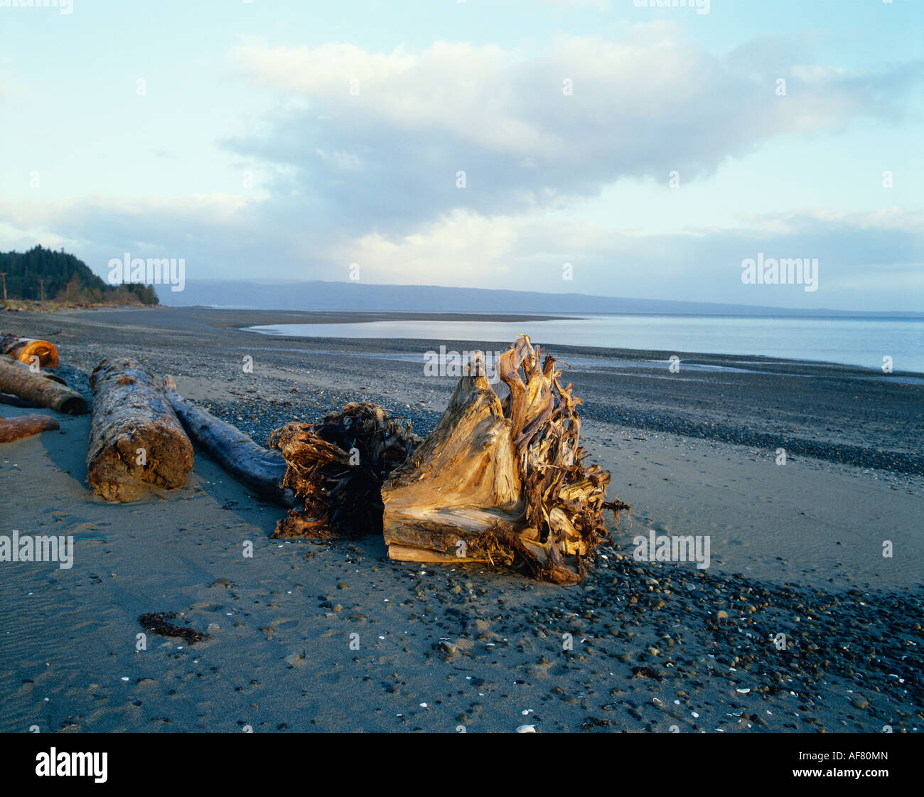 Tree stumps on beach Stock Photo - Alamy