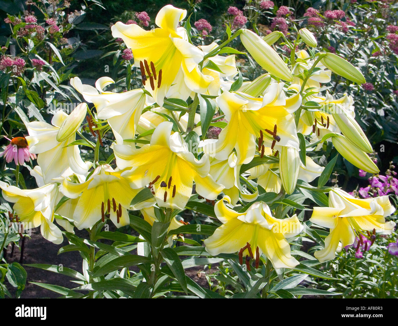 Yellow Lilies blooming Lilium Stock Photo - Alamy