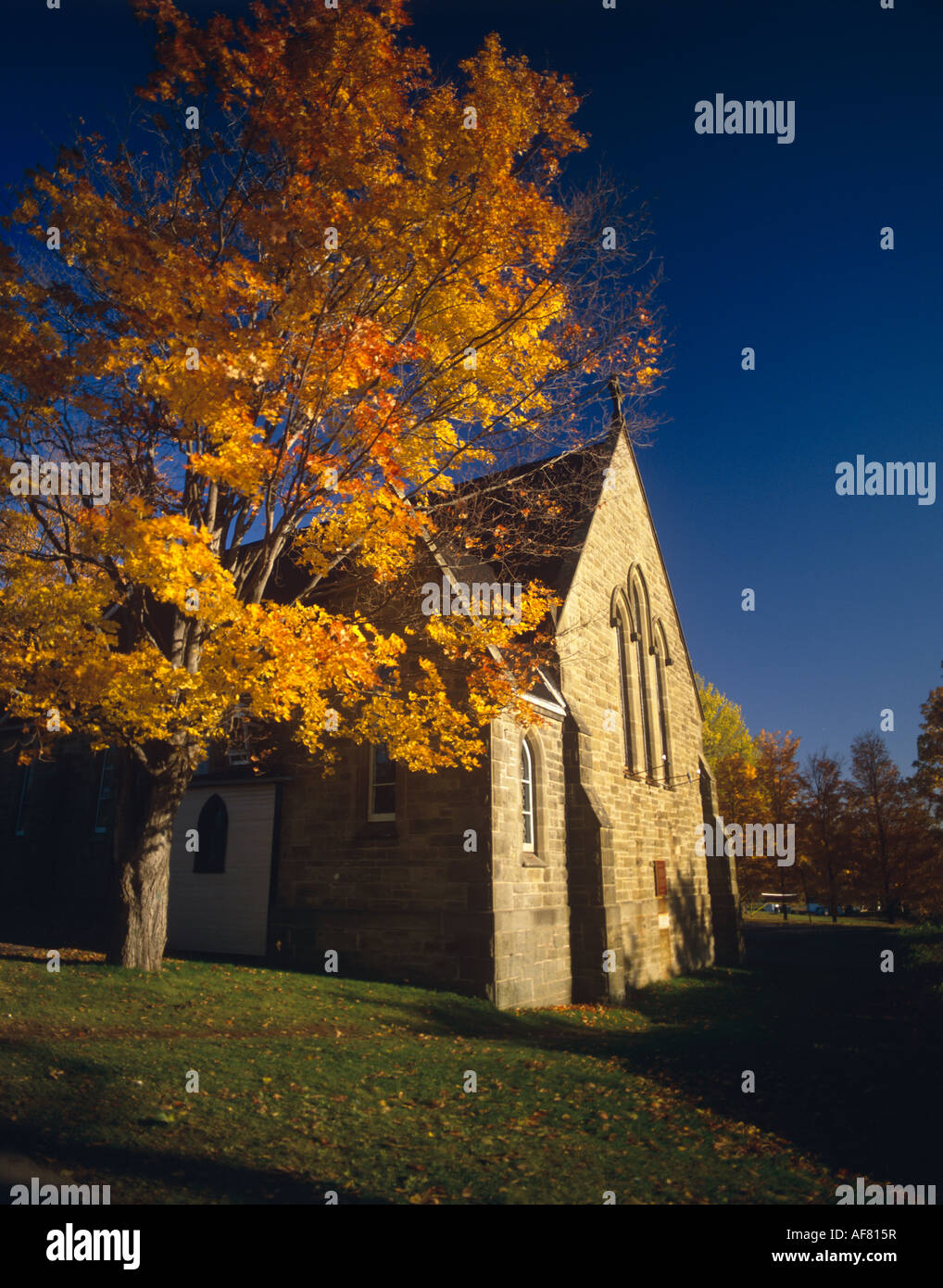 Tree sheds leaves hi-res stock photography and images - Alamy