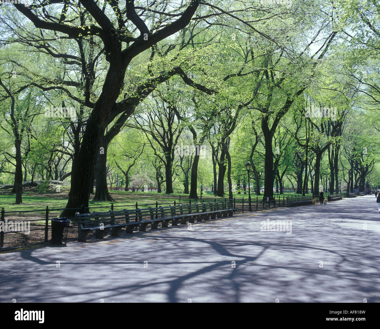 ELM WALK THE MALL CENTRAL PARK MANHATTAN NEW YORK CITY USA Stock Photo ...