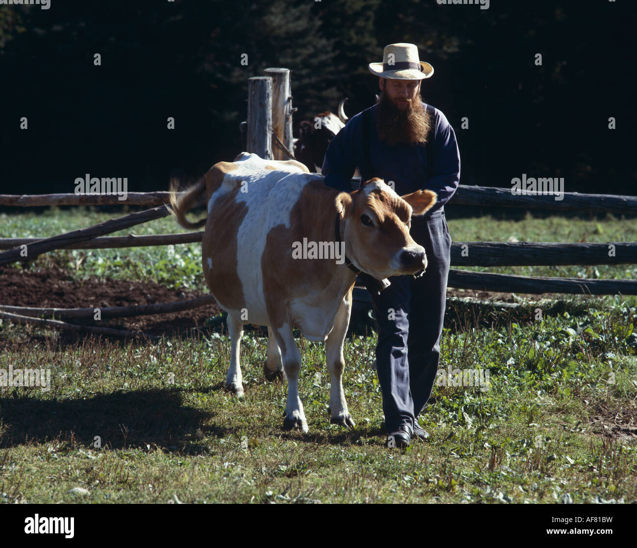 Farmer leading cow Stock Photo - Alamy