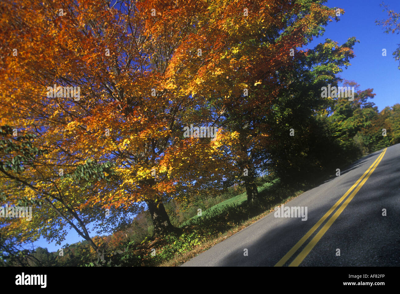 ROADSIDE FALL FOLIAGE MAPLE TREE ROUTE 132 ROAD VERMONT USA Stock Photo ...