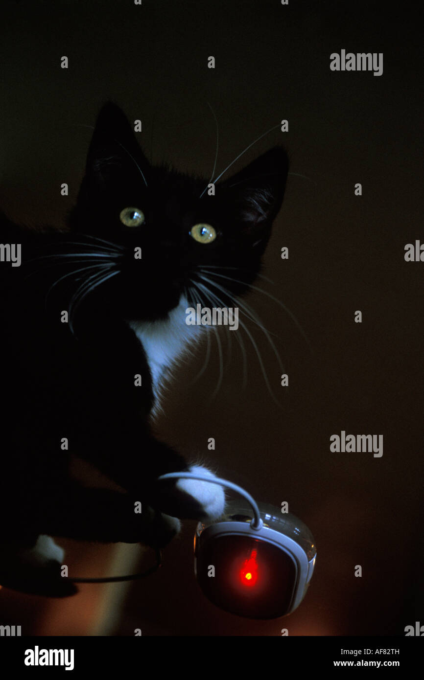 Black cat computer mouse hi-res stock photography and images - Alamy